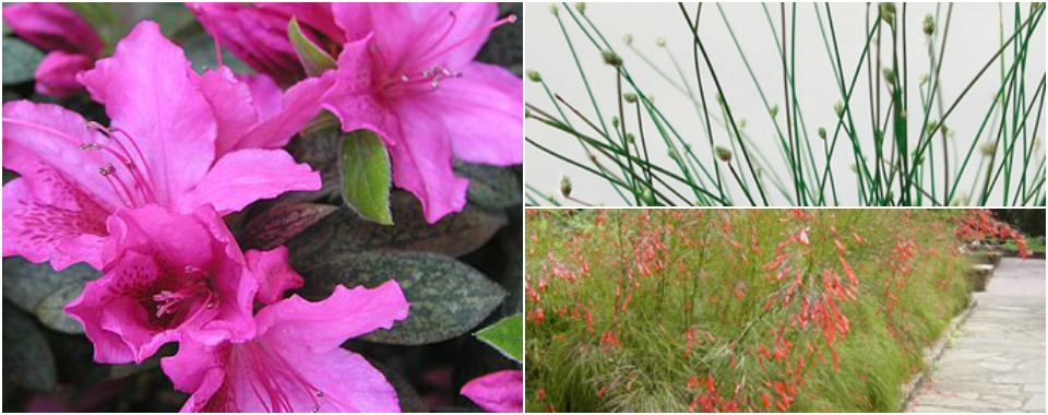 Retail and Wholesale. – Sharon's Plants